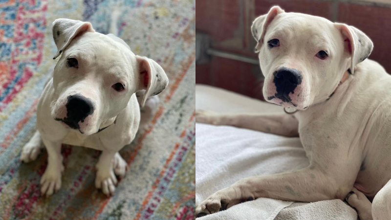 Adopt Lady, our Mascot of the Match! - Kansas City Current